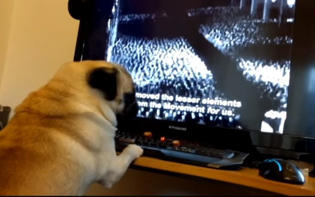 Man arrested for teaching dog to make Nazi salute - Jewish News