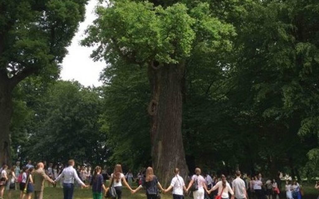 European Tree of the Year sheltered Jewish family in the Holocaust ...