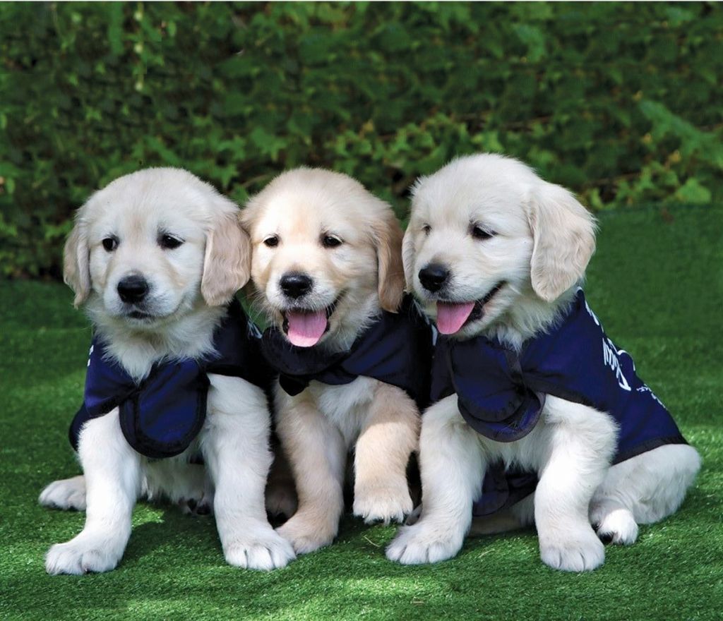 Israel Guide Dogs: A way to take the lead - Jewish News