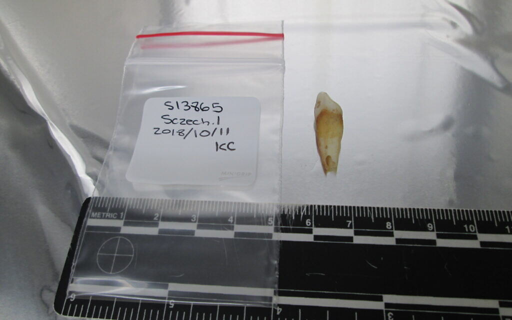 Ancient DNA from medieval Germany shows Ashkenazi Jews were more ...