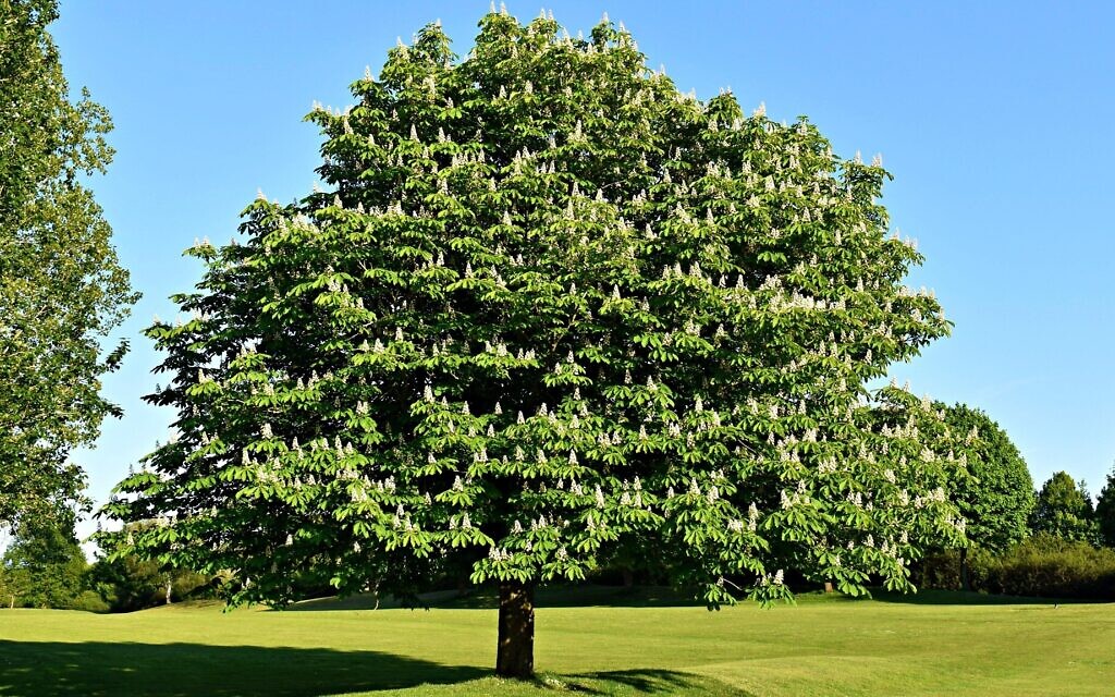 Making Sense of the Sedra: Shelach | Jewish News