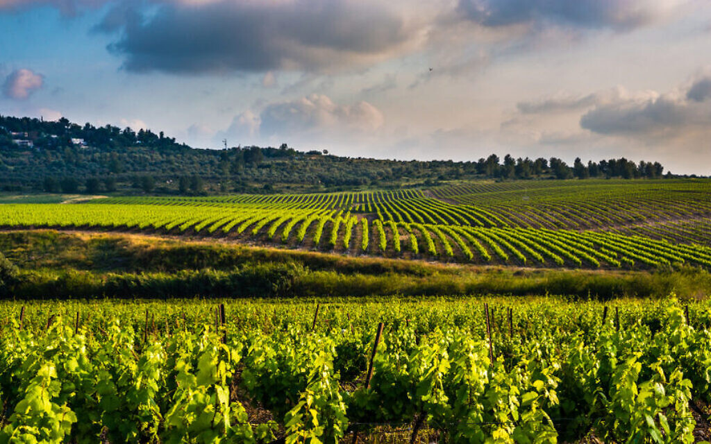 Israeli wineries have come together in solidarity but they need our ...