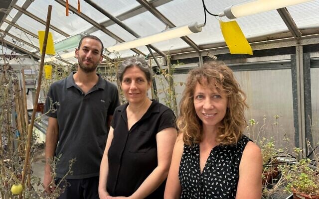 Insects hear plants 'talking' in distress, Israeli groundbreaking study ...
