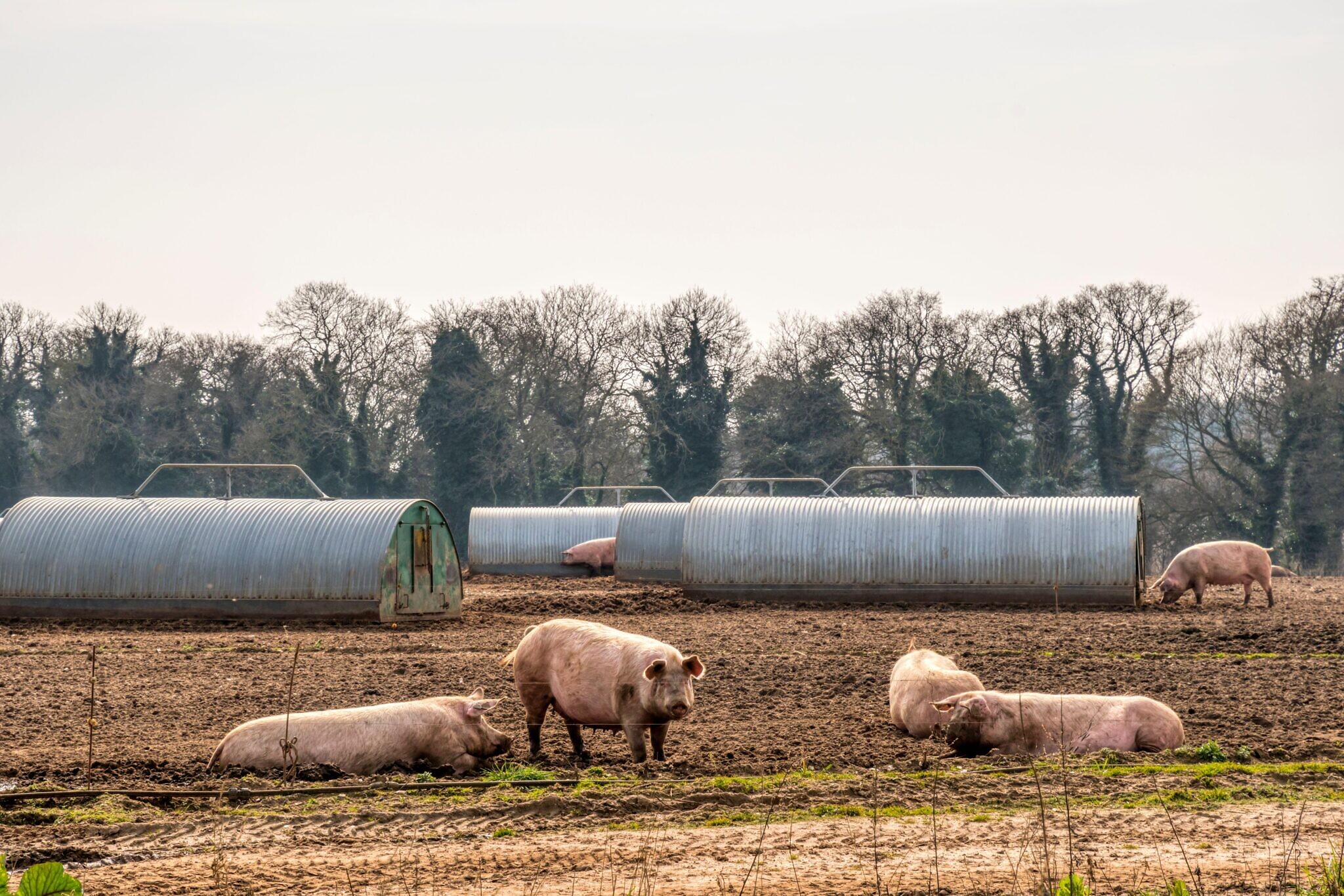 REVEALED: The animal rights group sharing obscene anti-Jewish hate ...